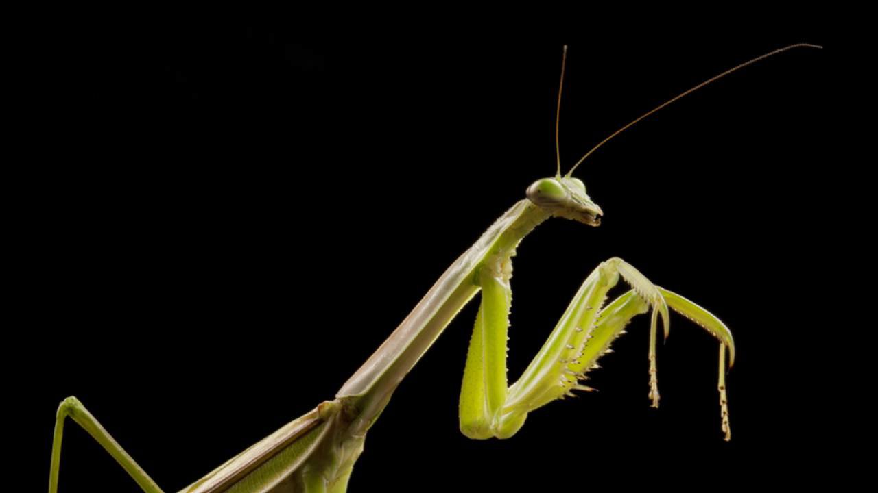 Anatomía De La Mantis Religiosa