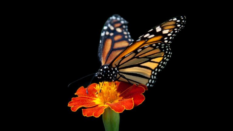 Mariposas: fotos, características y curiosidades que te sorprenderán