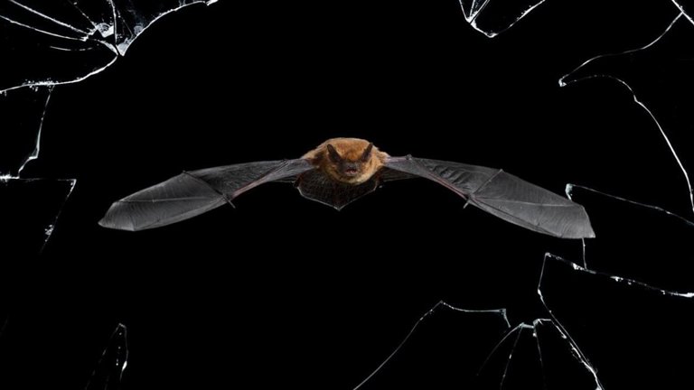 Murciélagos: fotos, qué comen y dónde viven los murciélagos