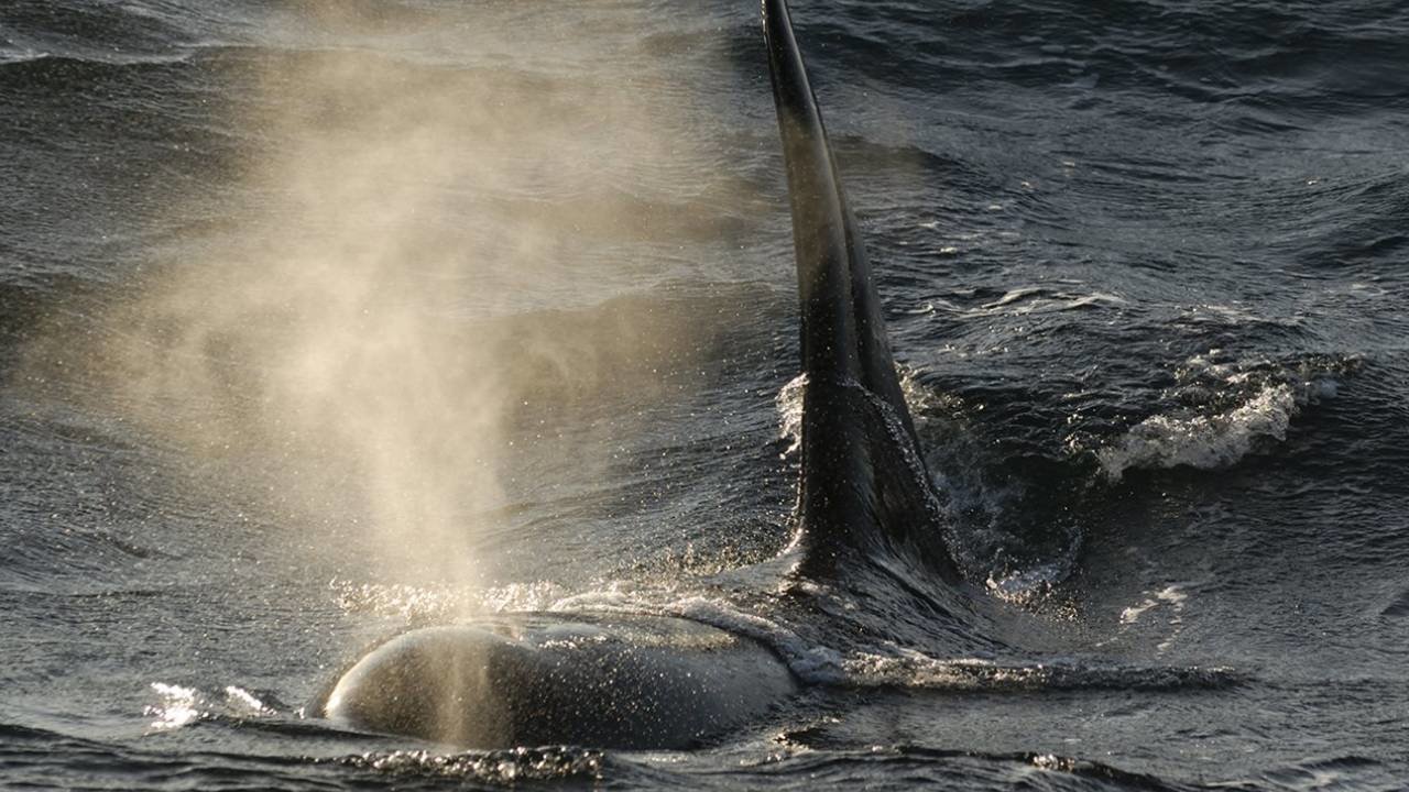 Orcas - Qué animales son, dónde viven y qué comen las orcas
