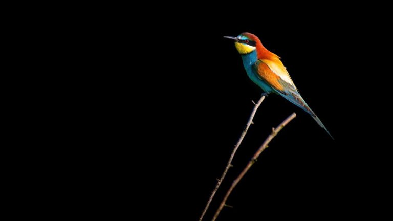 Pájaros: tipos de aves y fotos de pájaros bonitos
