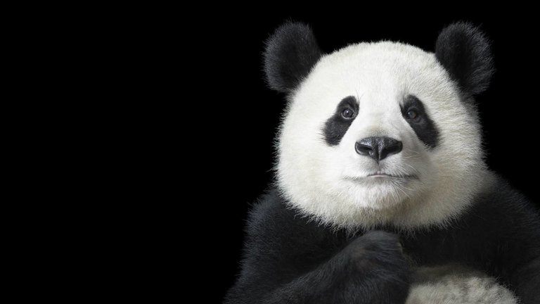 Osos panda - Fotos, curiosidades y todo lo que debes saber sobre los ...