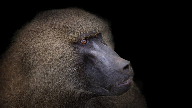 Primates - Qué son los primates y cuáles son sus características