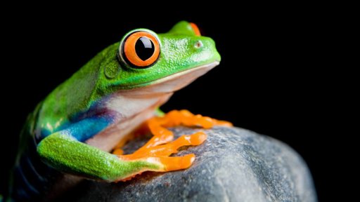 Ranas - Fotos, qué comen y cuáles son venenosas