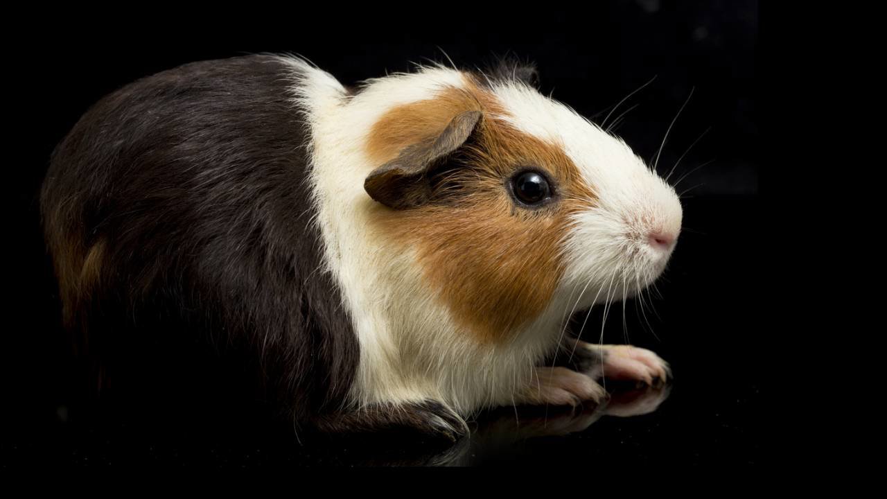 Ratas Animales Divertidos