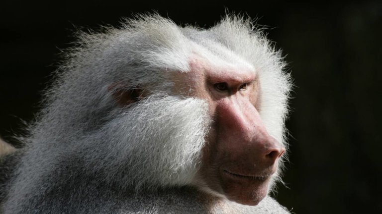 Simios - Fotos, curiosidades y todo lo que debes saber sobre los simios