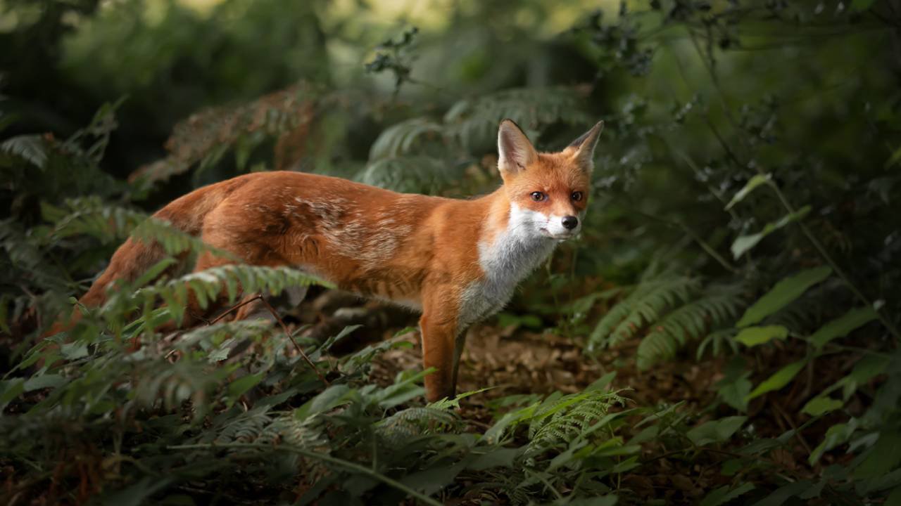 Zorros - Características, dónde viven y de qué se alimentan los zorros