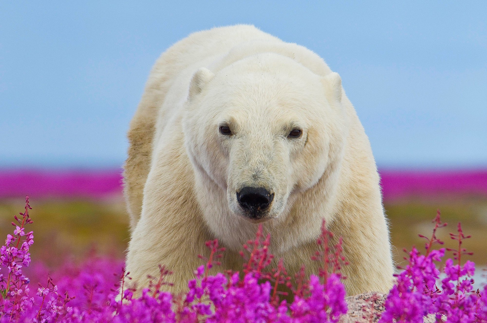 Osos polares, los impresionantes soberanos del hielo canadiense