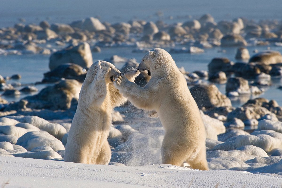 Osos polares, los impresionantes soberanos del hielo canadiense