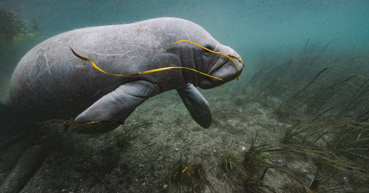 El manatí, el gran herbívoro de los océanos