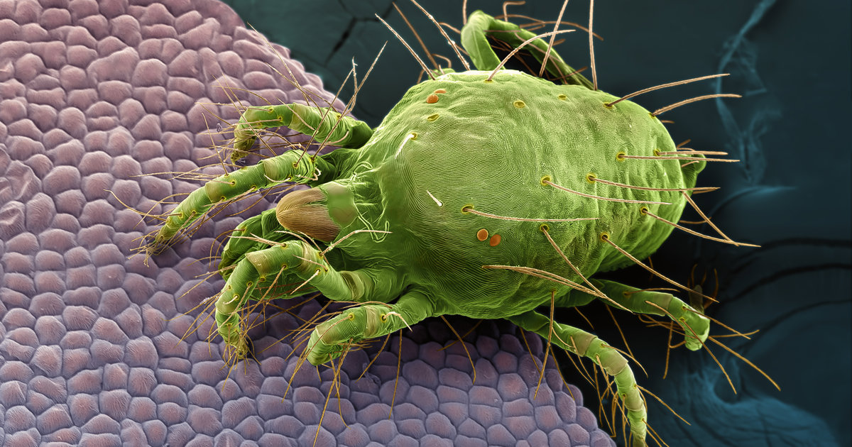 Fotciencia Las Mejores Fotos Científicas De 2022