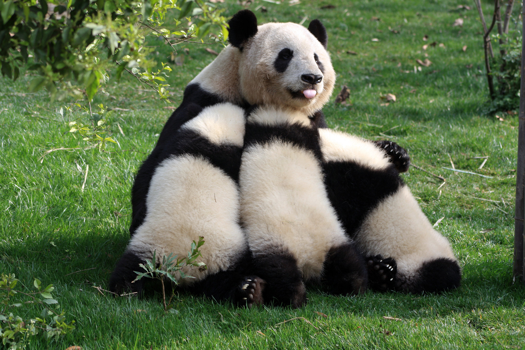 Los pandas gigantes son carnívoros, y otras curiosidades de estos ...