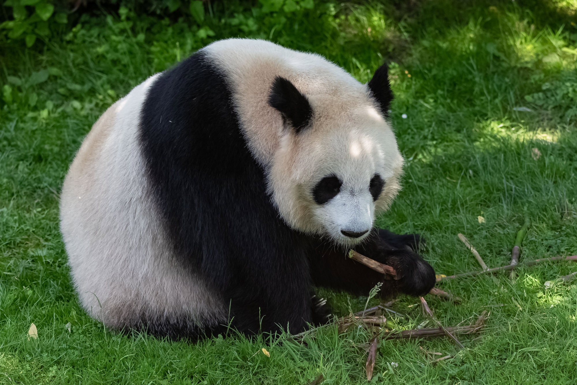 Los pandas gigantes son carnívoros, y otras curiosidades de estos ...