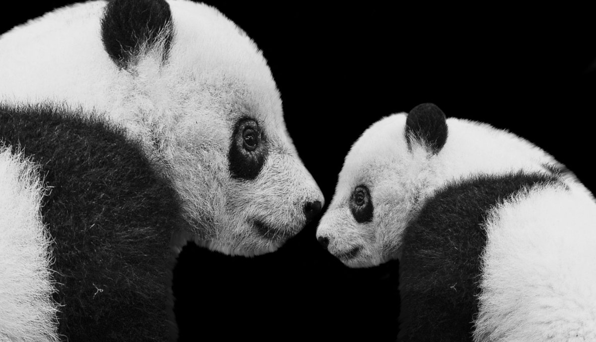Los pandas gigantes son carnívoros, y otras curiosidades de estos ...
