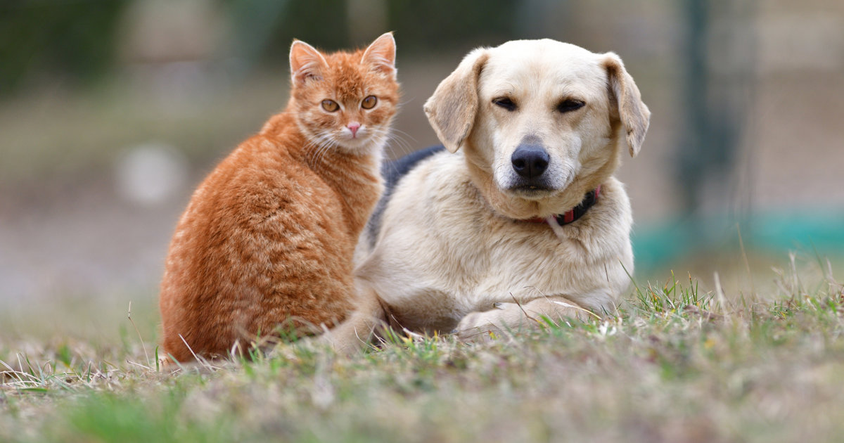 Mucha Hierba En La Caca De Perro