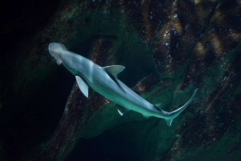 Magnetismo terrestre, el GPS de los tiburones