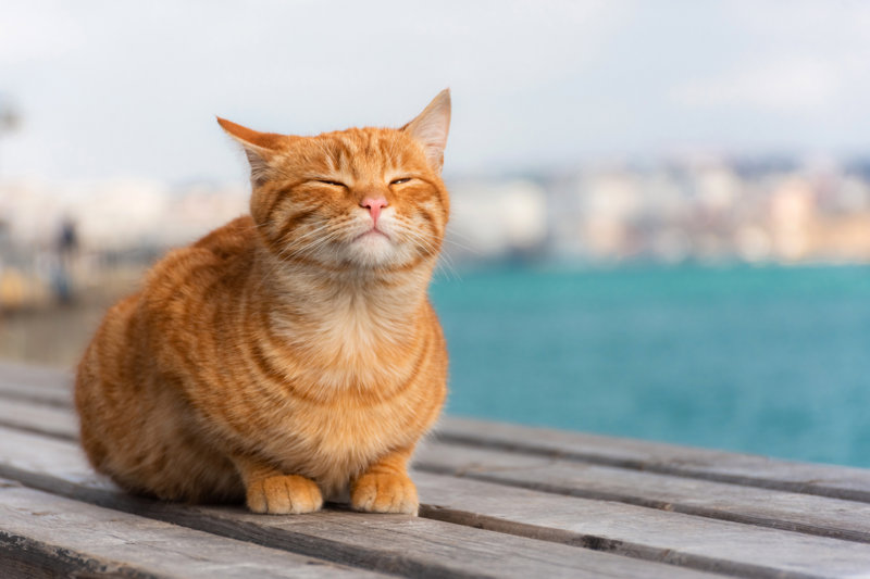 Casi todos los gatos tricolor son hembras, y este es el motivo