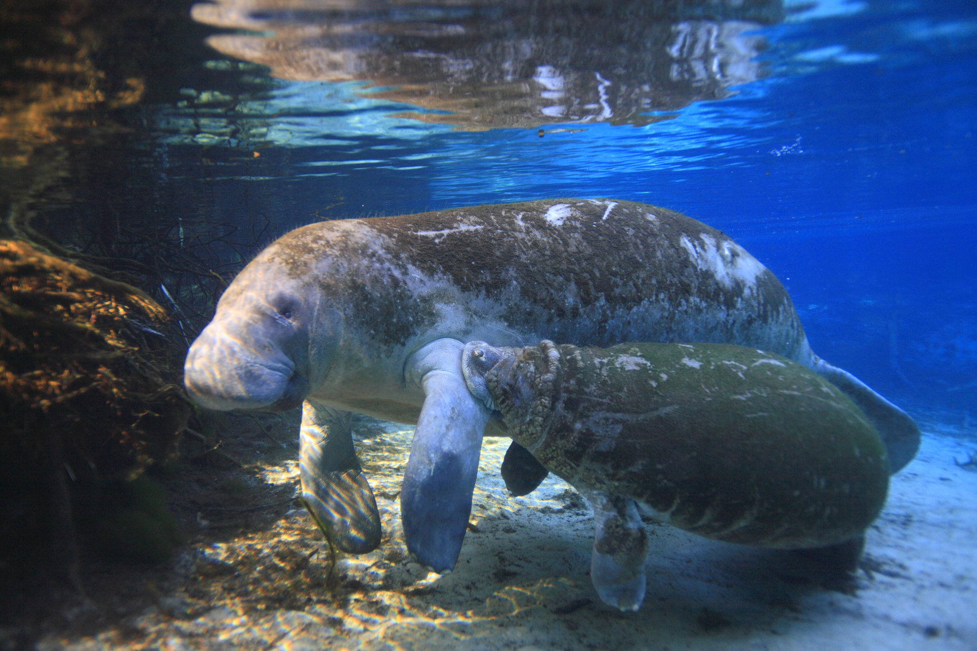 7 curiosidades sobre los manatíes