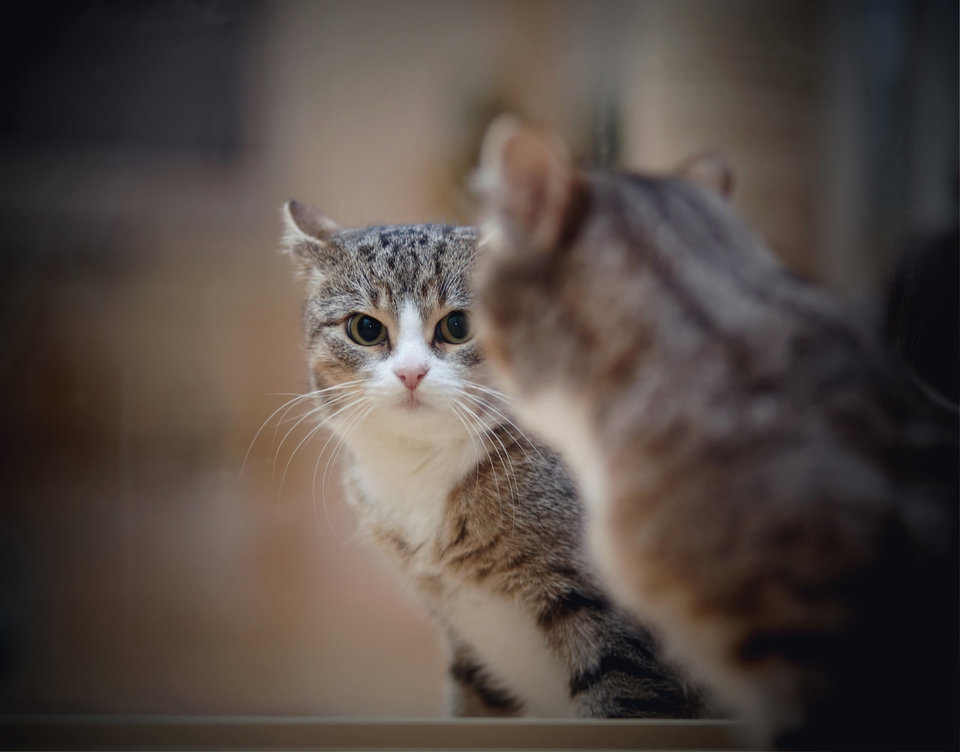 Los animales que se reconocen en el espejo no son necesariamente más ...