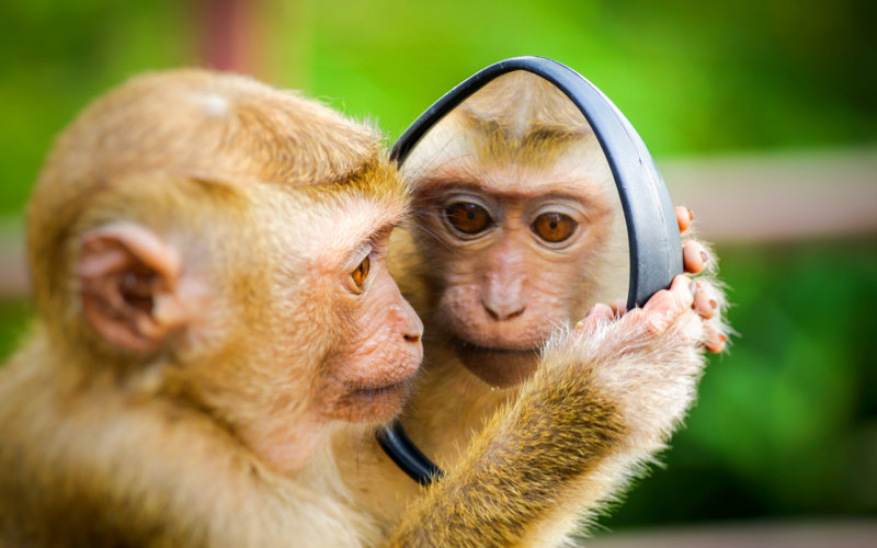 Los animales que se reconocen en el espejo no son necesariamente más ...