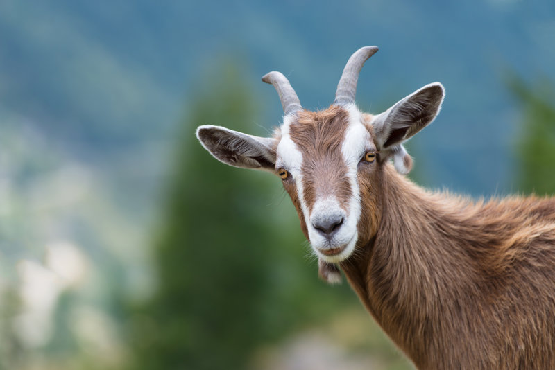 La magia de la pupila de los animales: ¿por qué tienen diversas formas?