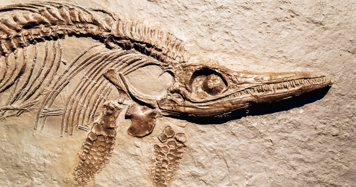 ¿Cuánto sabes sobre los fósiles?