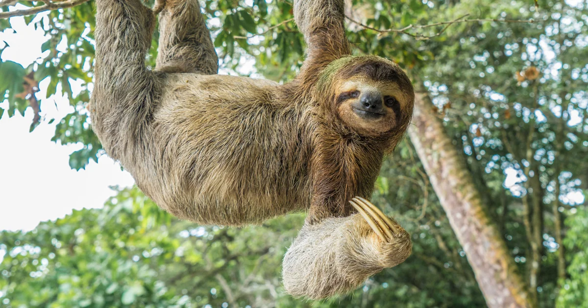 Curiosidades sobre los perezosos