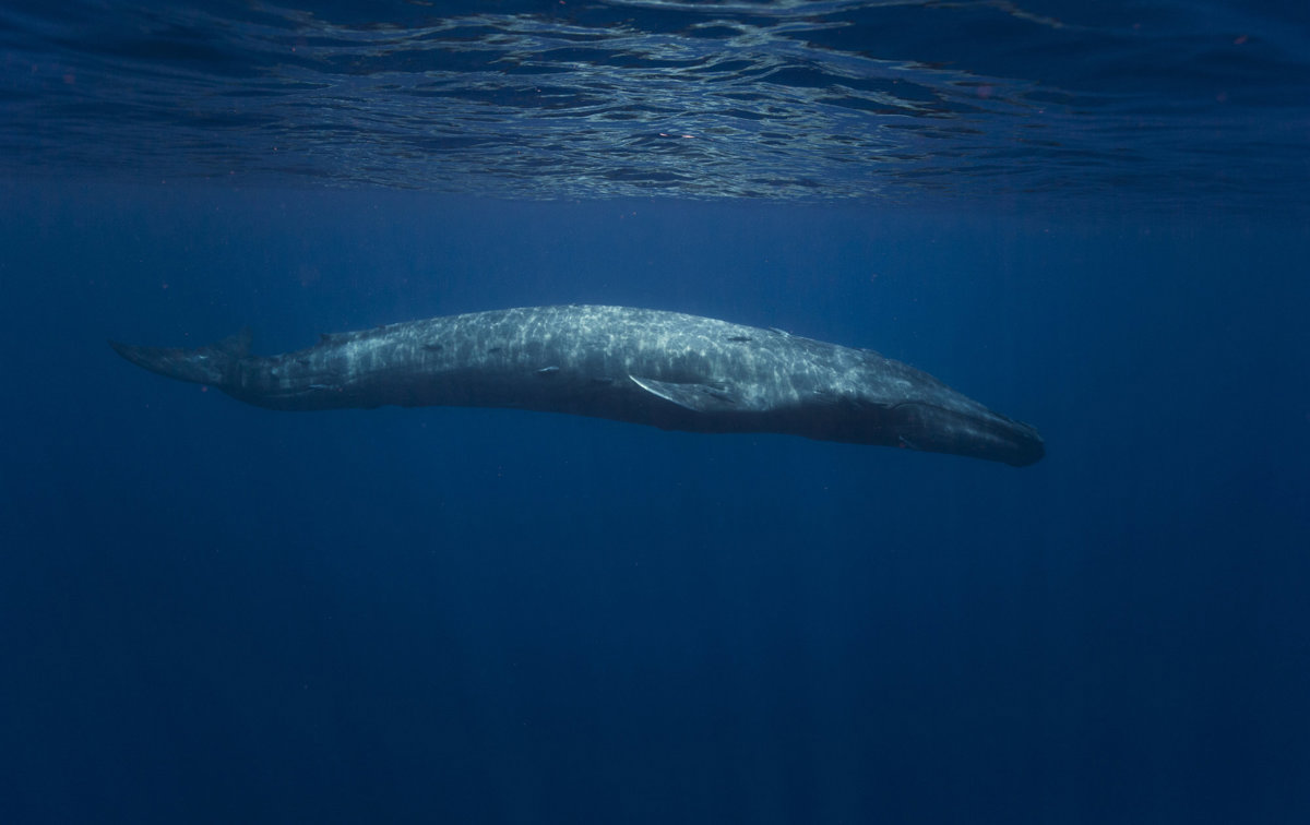 7 curiosidades sobre la ballena azul, el animal más grande del mundo