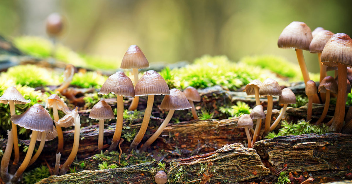 Hongos En La Base Del Arbol