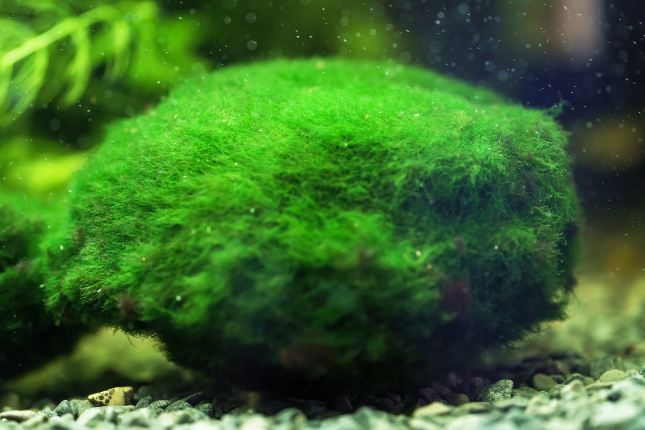 ¿Qué es el marimo y qué amenaza a estas extrañas pelotas de algas?