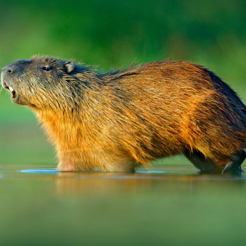 Día de la Marmota 2025, ¿cuándo y por qué se celebra?