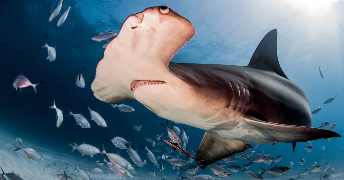 Electrorrecepción, el sexto sentido que ha llevado a los tiburones a la ...
