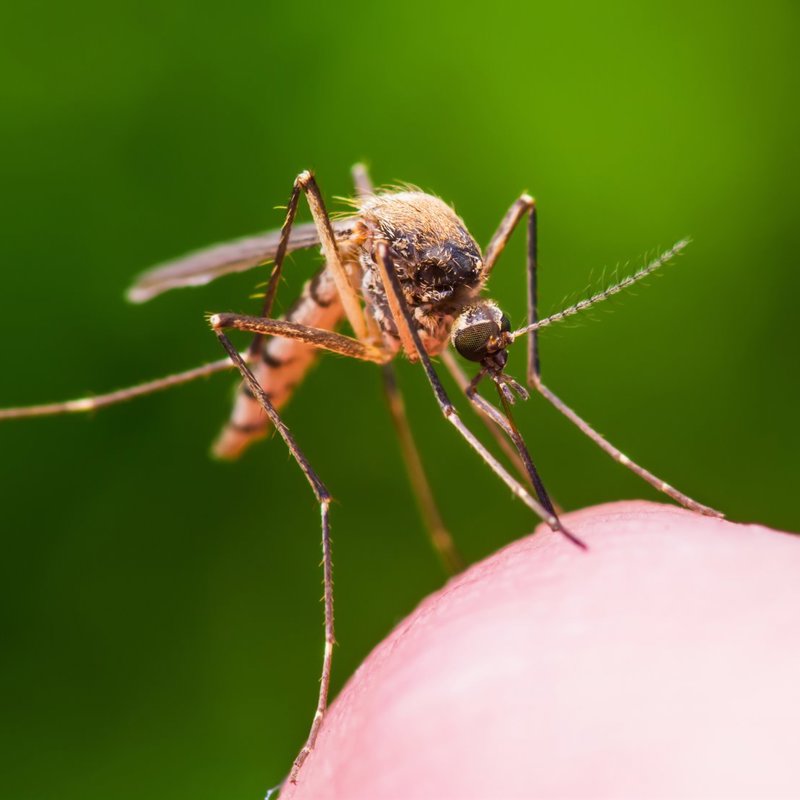 Reportajes y fotografías de Malaria en National Geographic