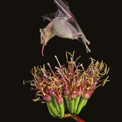 Murciélagos: fotos, qué comen y dónde viven los murciélagos