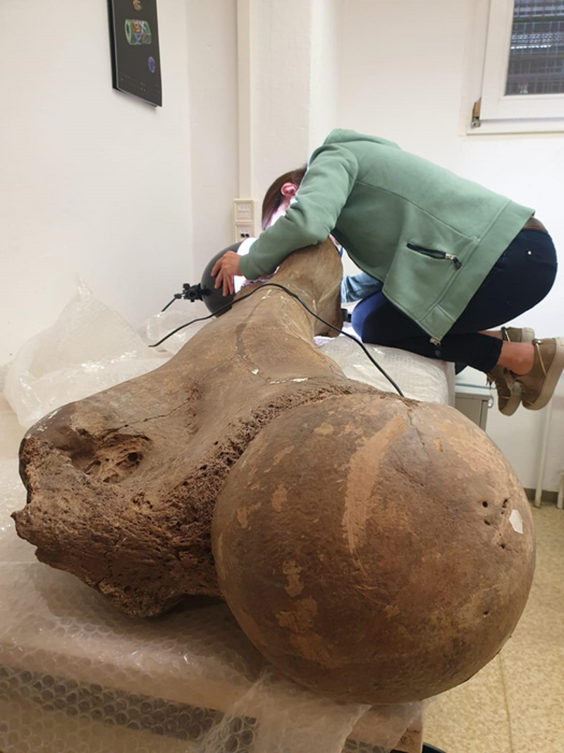Confirmado: los neandertales ya cazaban elefantes gigantes