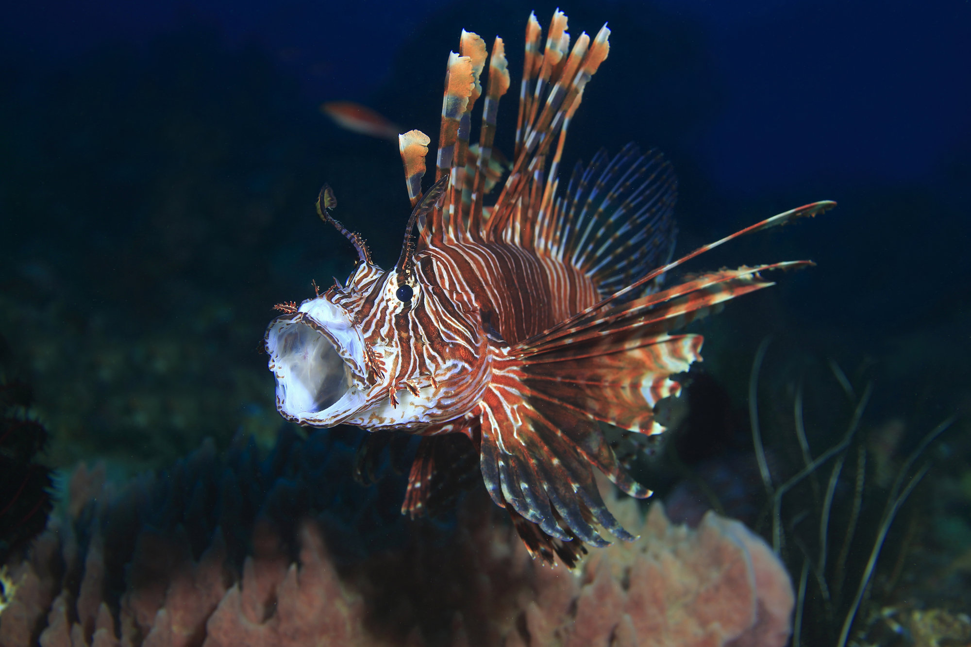 6 curiosidades sobre el pez león, una voraz especie invasora del ...