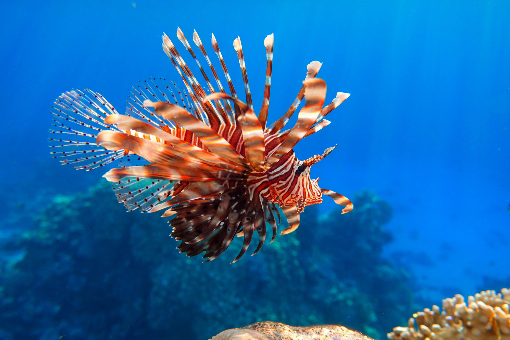 6 curiosidades sobre el pez león, una voraz especie invasora del ...