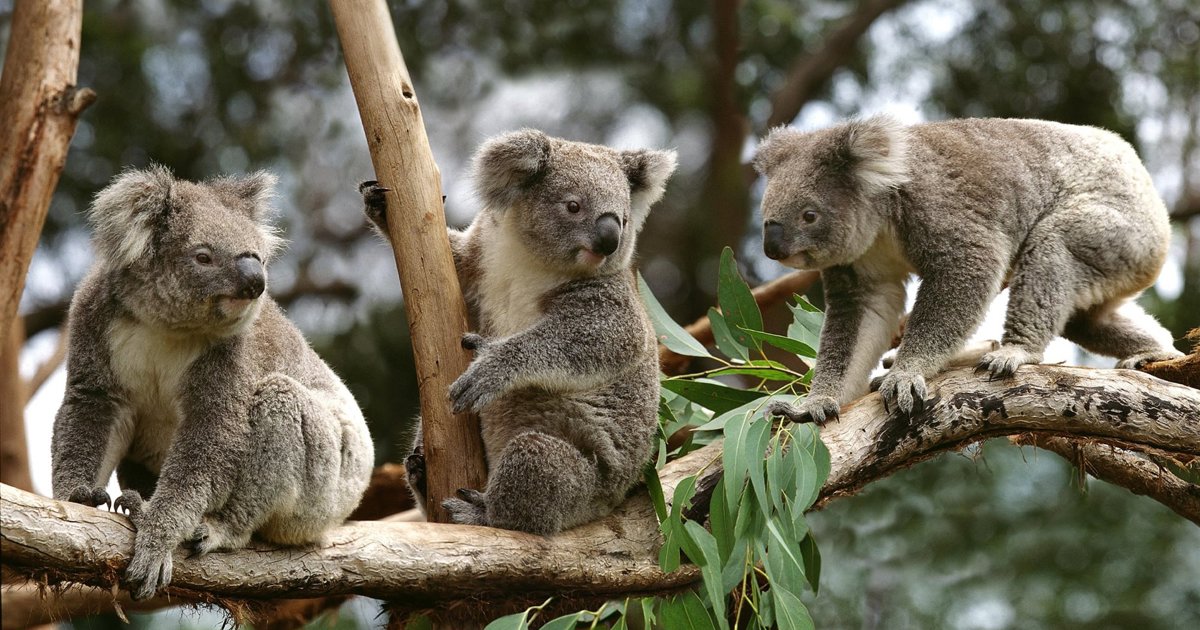 ¿Cuánto sabes sobre koalas?