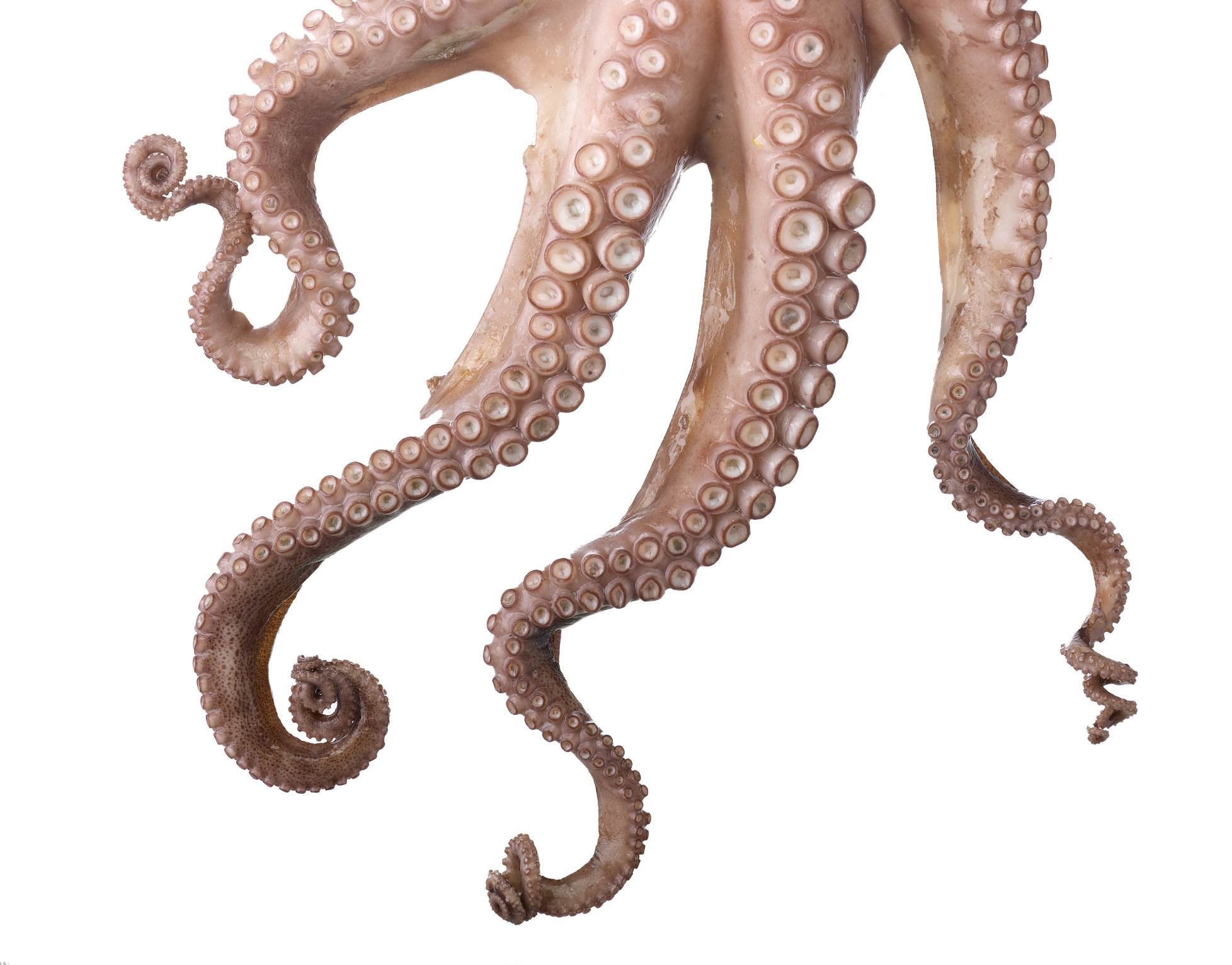 Tres corazones, sangre azul... Lo que quizá no sabías sobre los pulpos