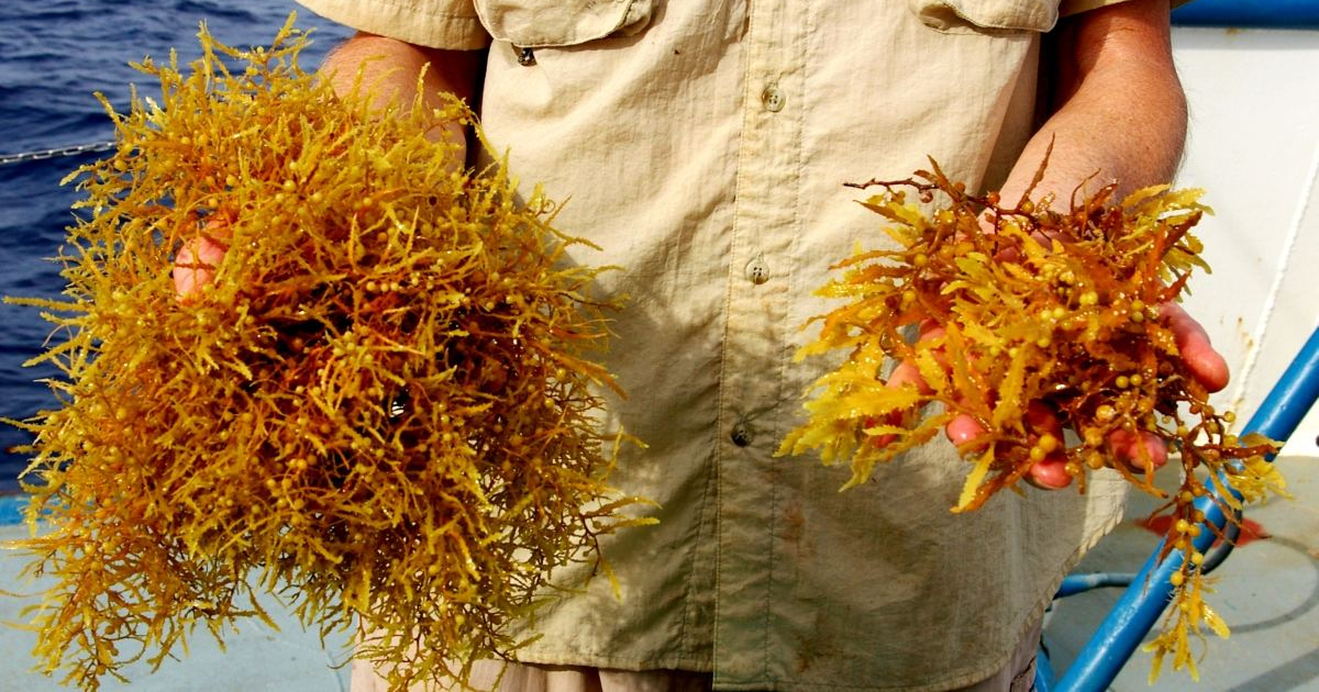 El gran cinturón de sargazo avanza hacia EE.UU.: ¿qué es el sargazo y cómo afecta?