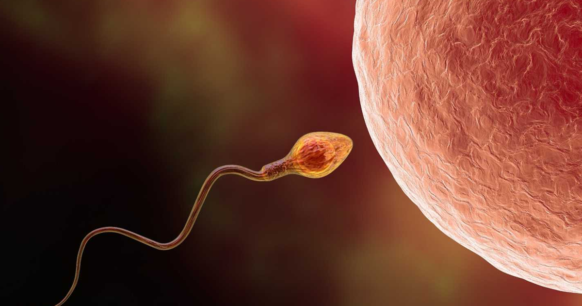 Confirmado: no fuiste el espermatozoide más rápido