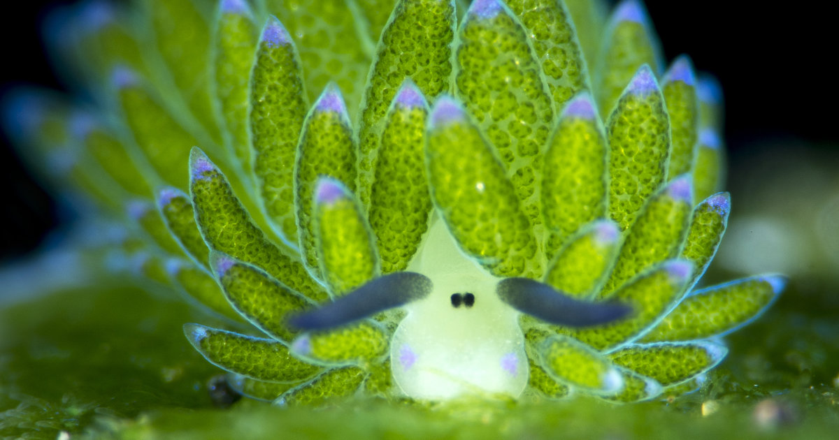 La singular babosa marina con cara de oveja que se alimenta del sol