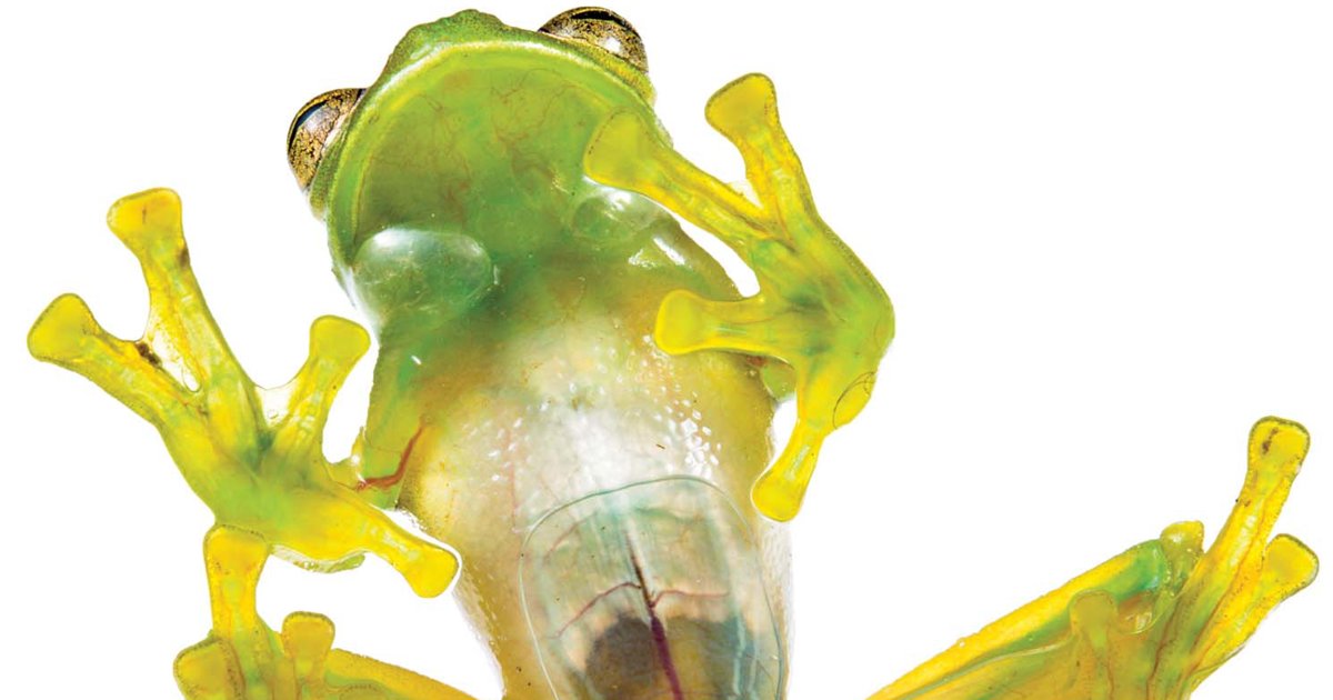 La rana que oculta sus glóbulos rojos para estar a salvo