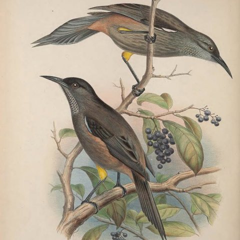 Pájaros: tipos de aves y fotos de pájaros bonitos