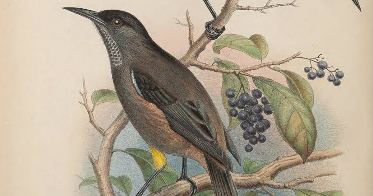 Así fue como se extinguió el pájaro ʻōʻō de Kauaʻi o Moho braccactus