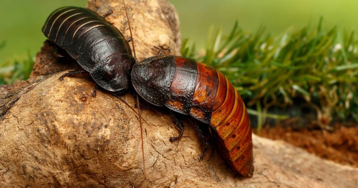 ¿Cuánto sabes sobre las cucarachas?