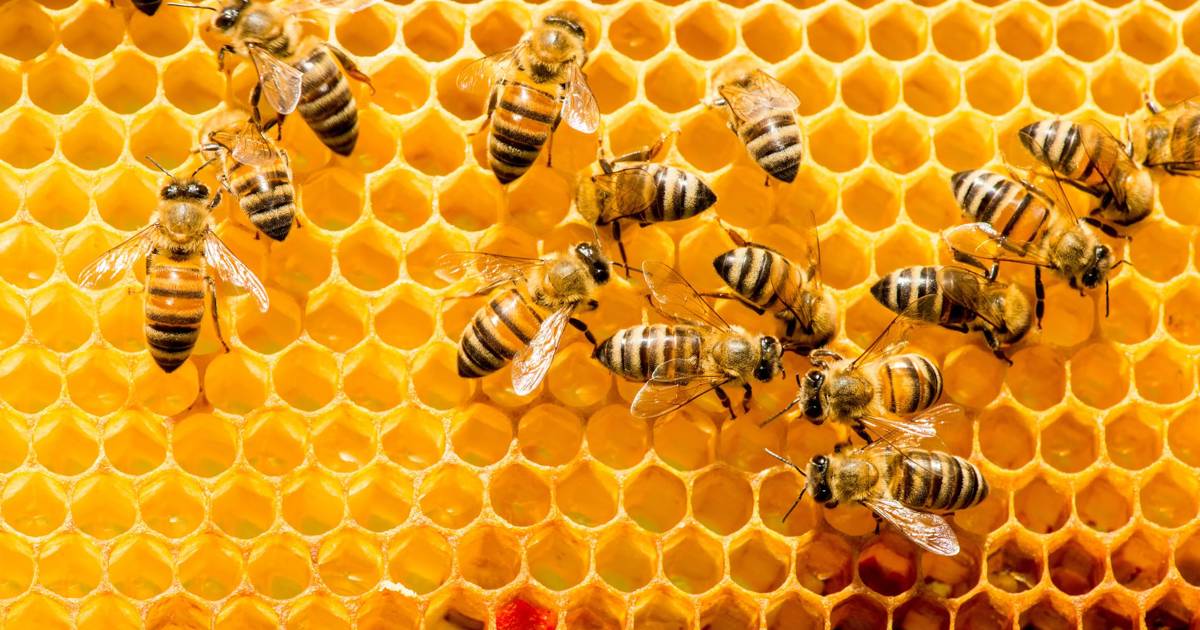 Lo que quizá no sabías sobre las abejas melíferas