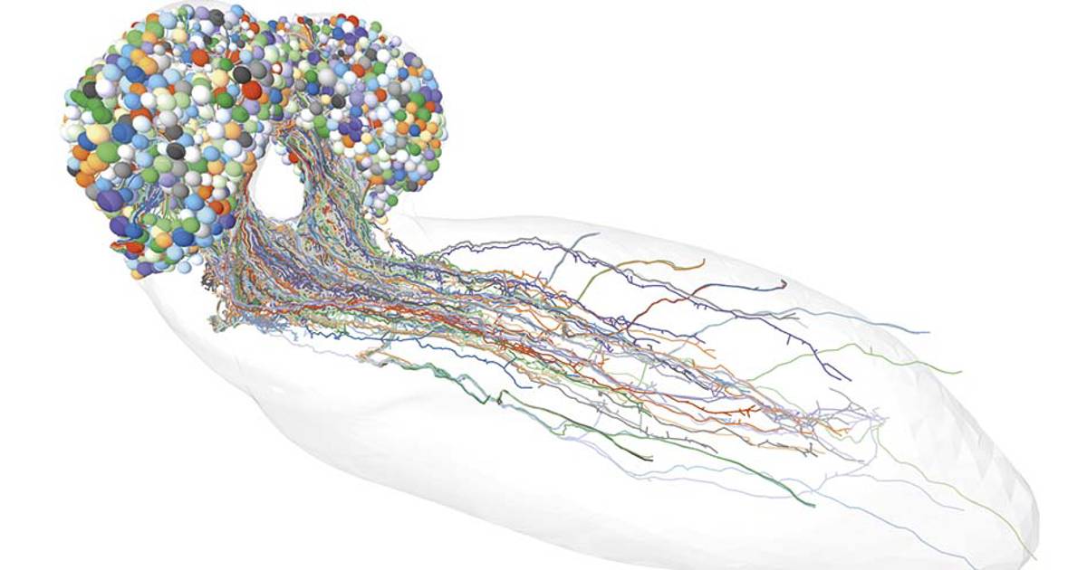 El cerebro de la mosca de la fruta