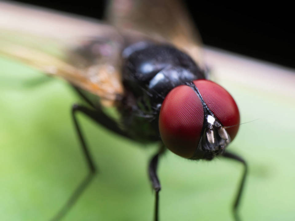 La mosca negra acecha a España y podría morderte