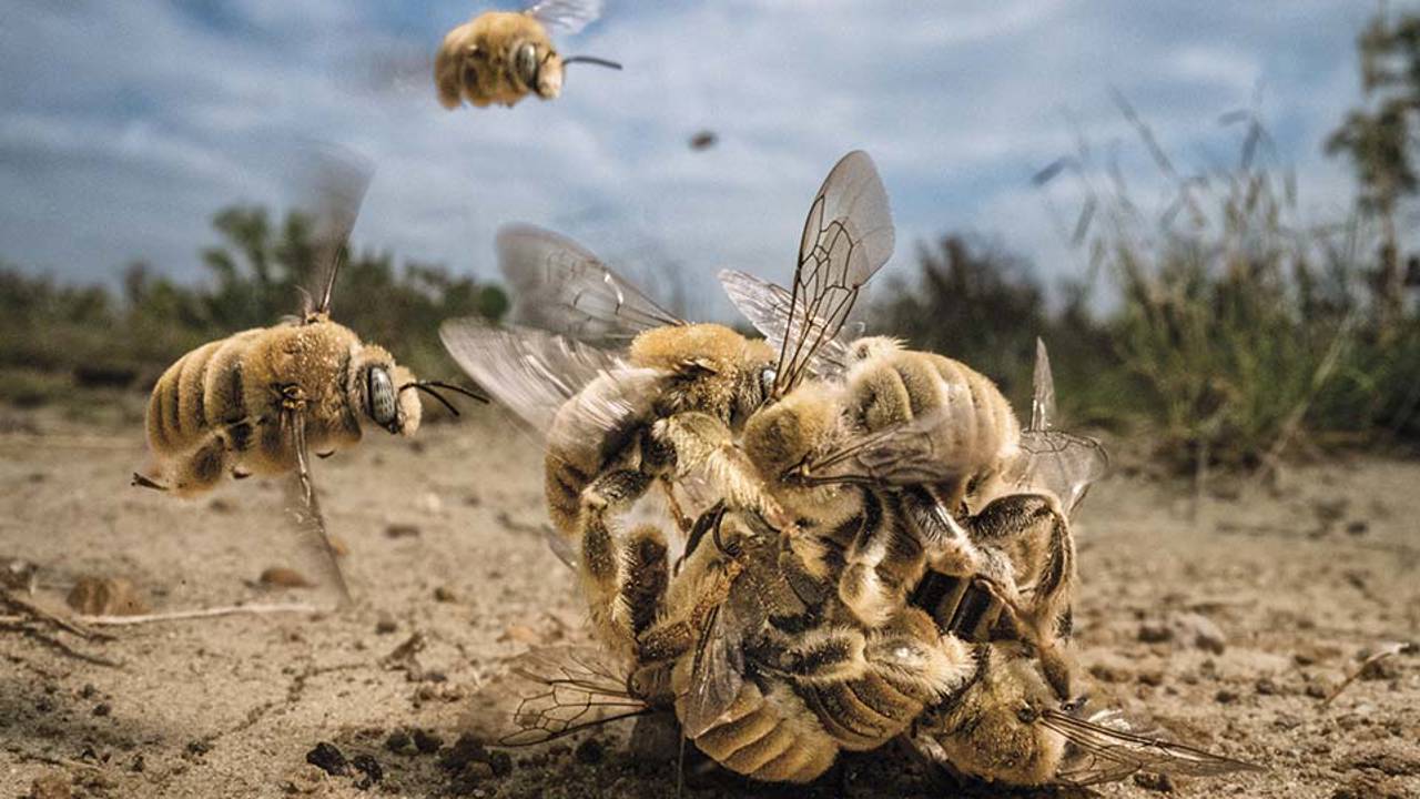Abejas - características, diferencia con las avispas y por qué son ...